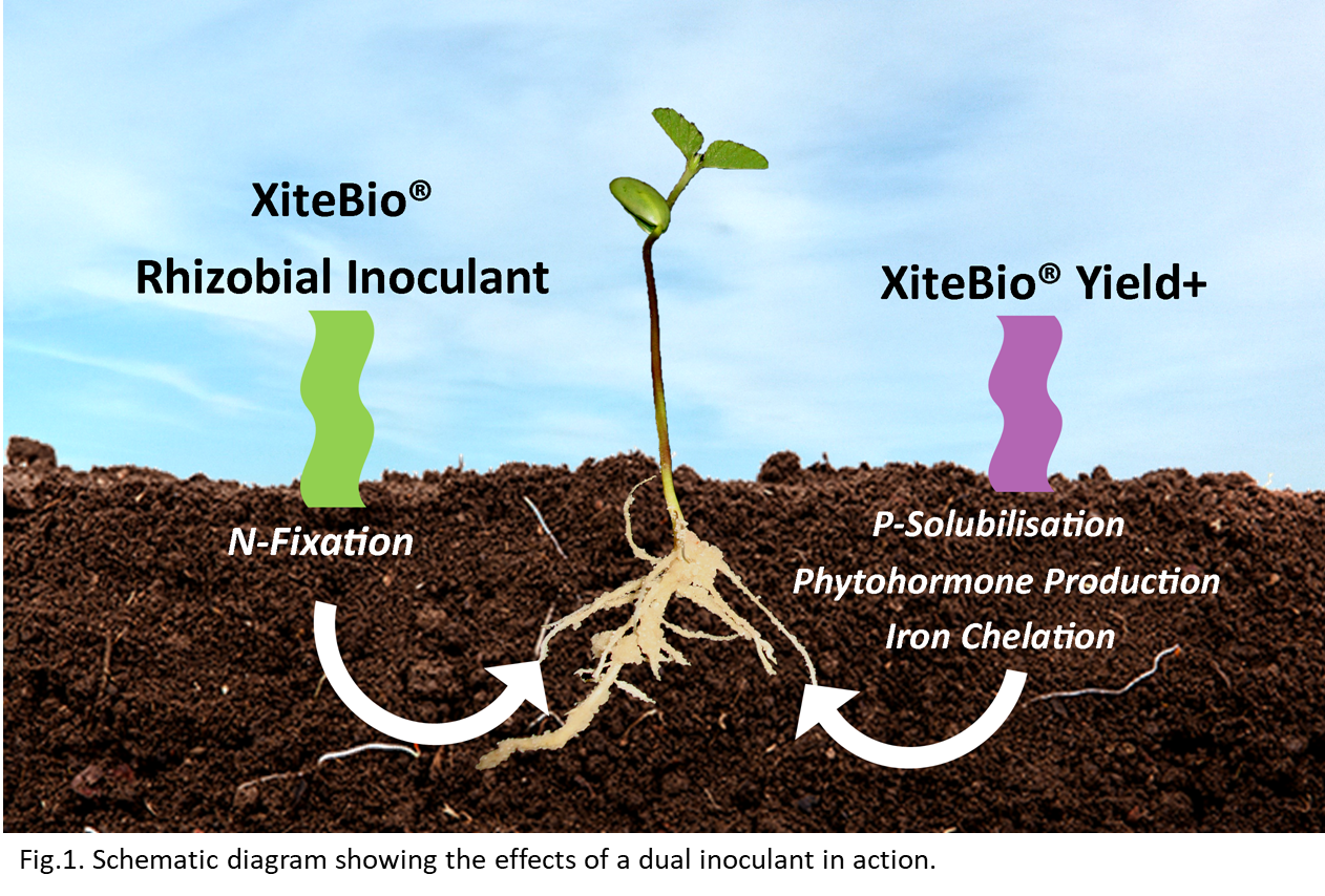 Producing microbial products for sustainable agriculture in Manitoba ...