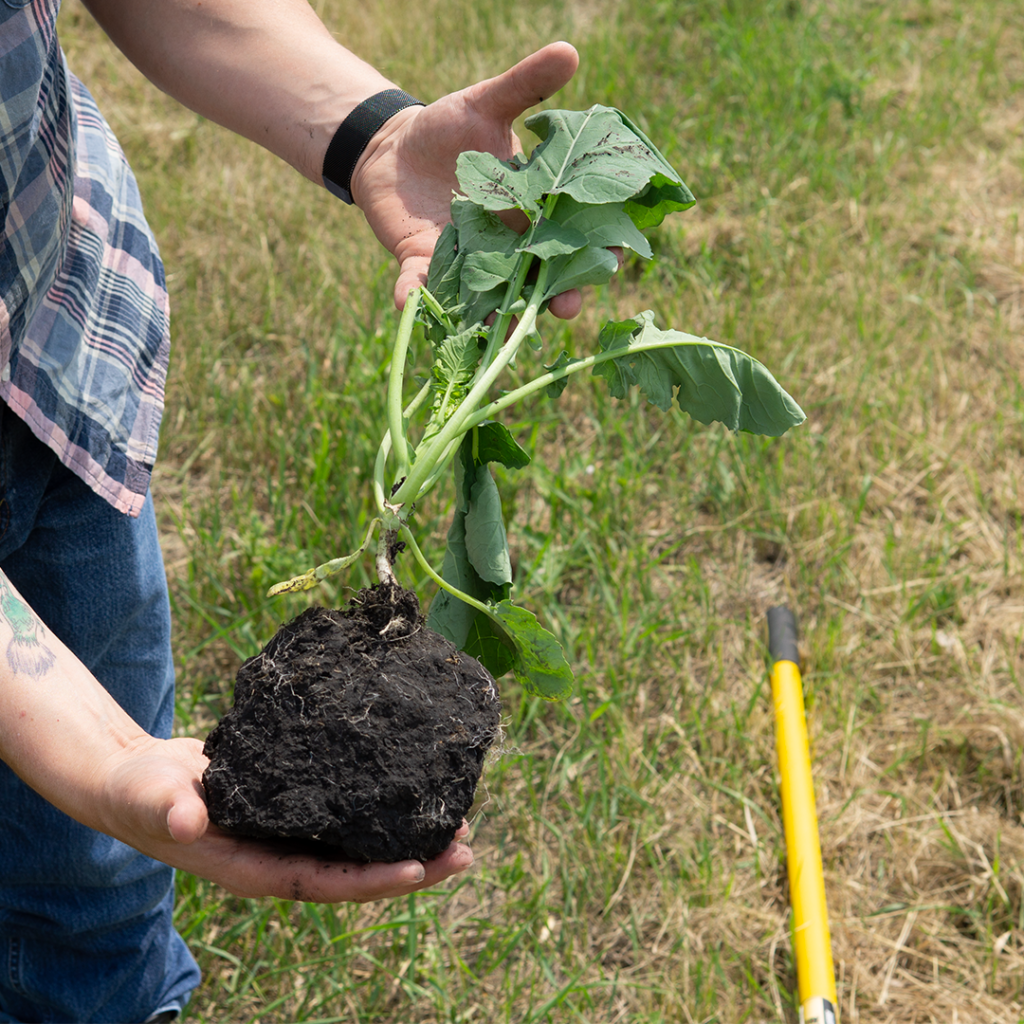 Can ag-biologicals combat drought?