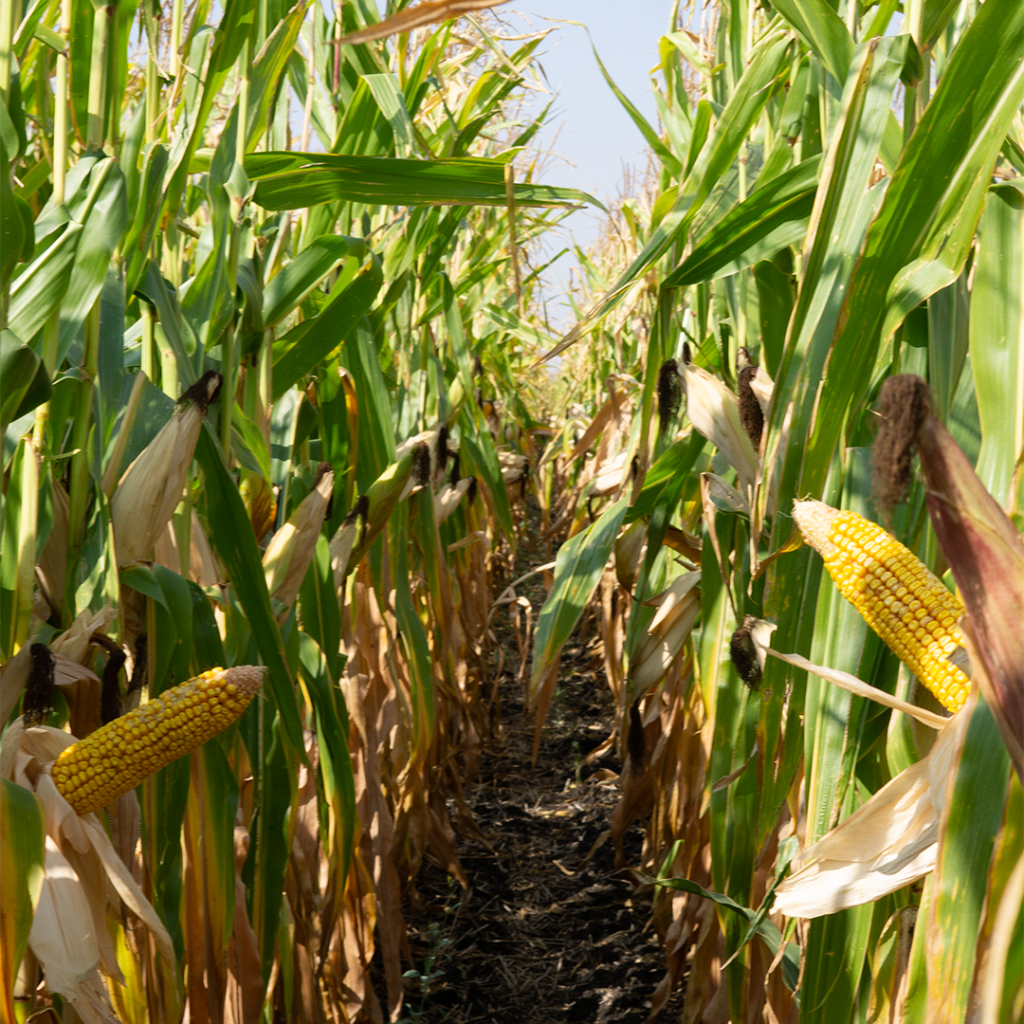 What’s the plus in XiteBio® Yield+?