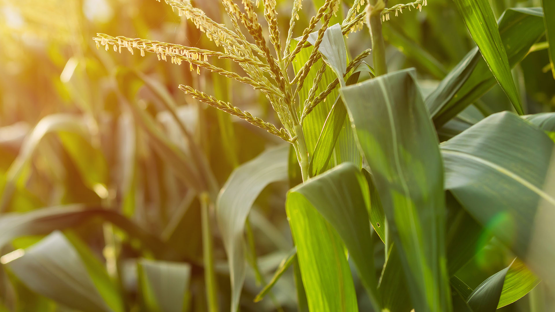 Producing microbial products for sustainable agriculture in Manitoba ...