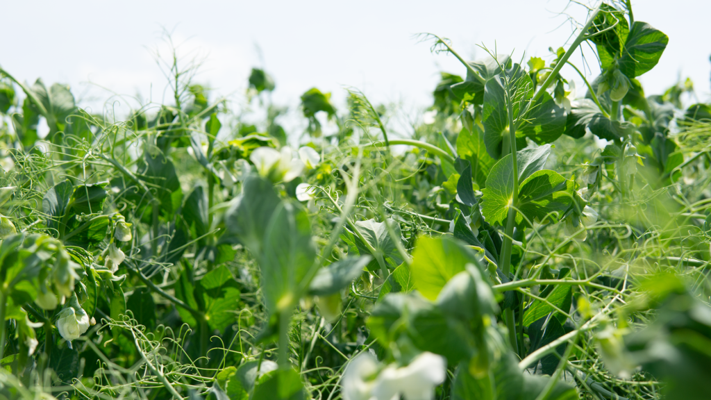 Premium Liquid Inoculant for Peas, Lentils, Faba Beans