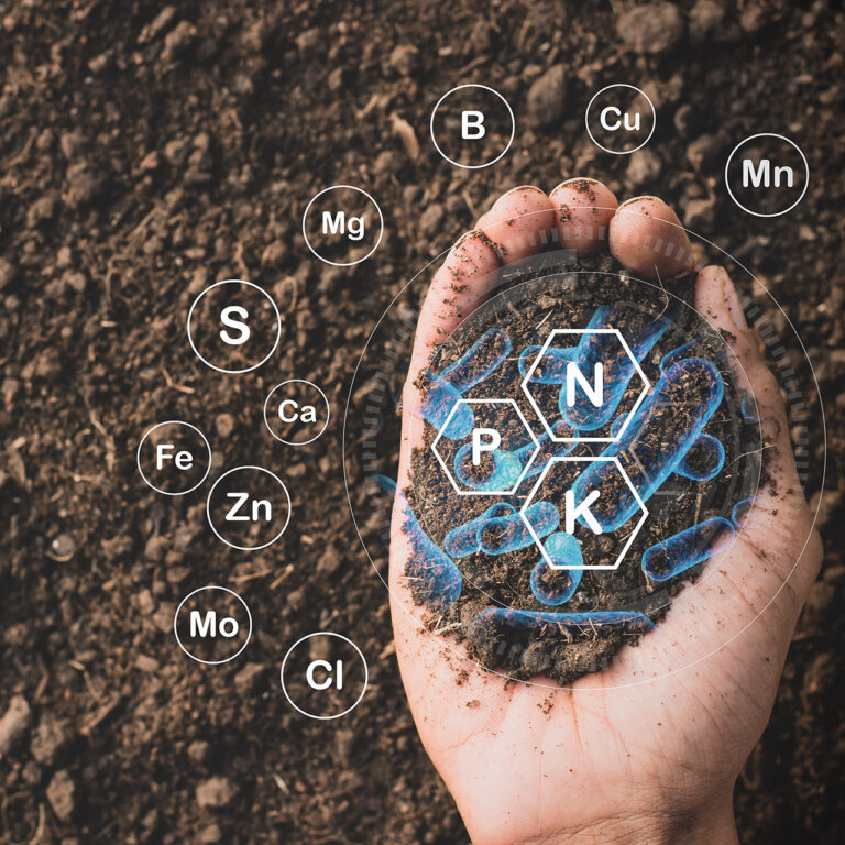 Long-term effects of inoculants on soil health