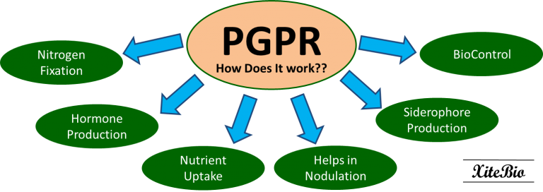 Producing microbial products for sustainable agriculture in Manitoba ...