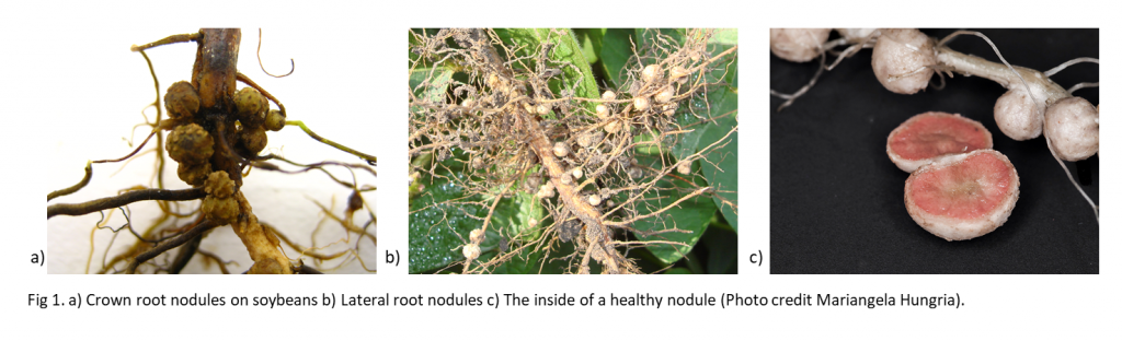 Producing microbial products for sustainable agriculture in Manitoba ...