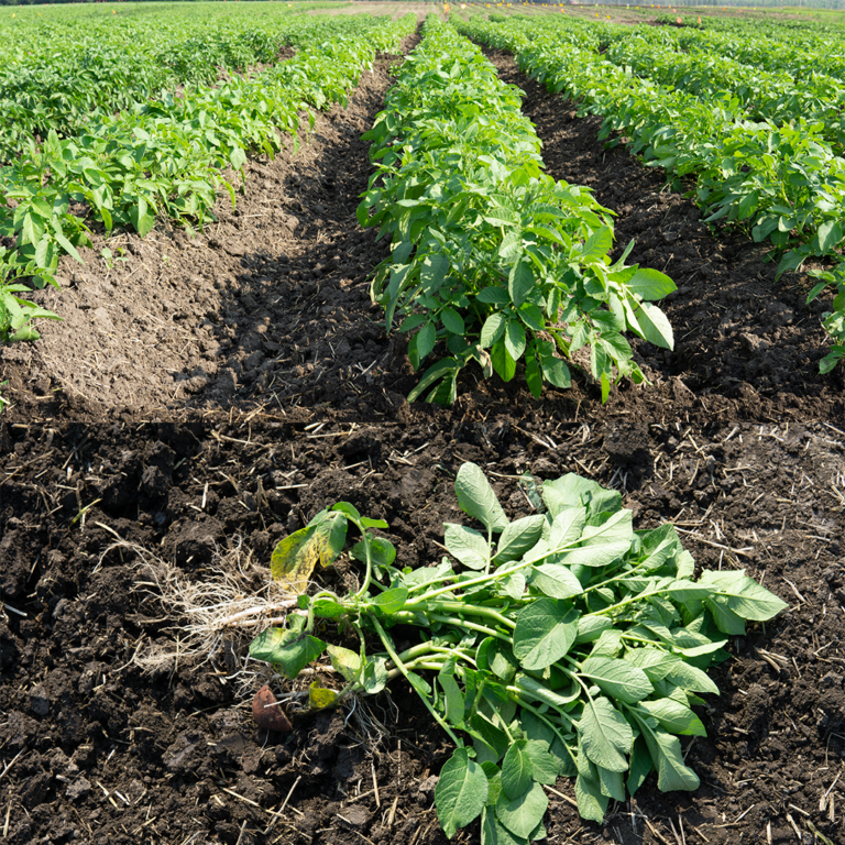 What challenges do potatoes face in the uptake of phosphorus (P)?