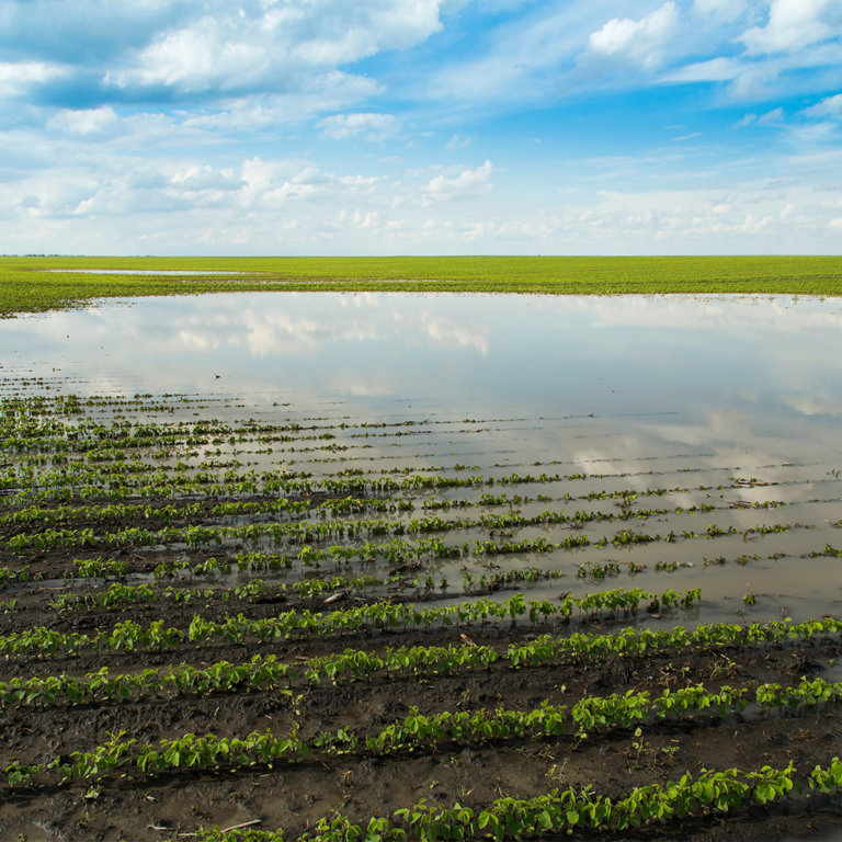 How does flooding and stagnant water affect crops?