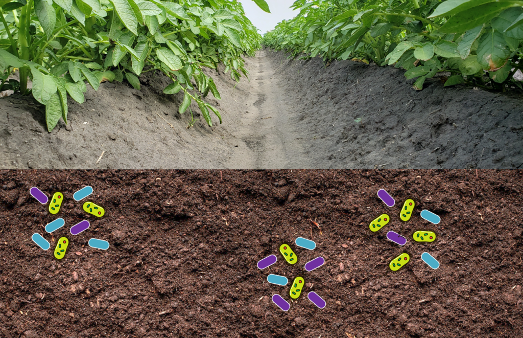 Producing microbial products for sustainable agriculture in Manitoba ...