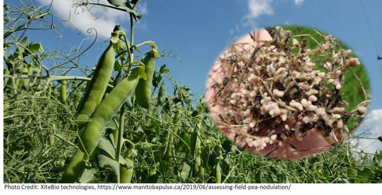 Producing microbial products for sustainable agriculture in Manitoba ...