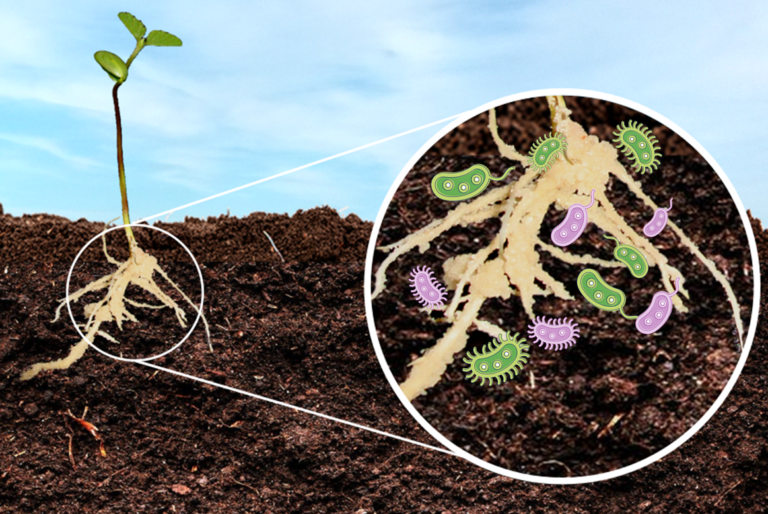 Producing microbial products for sustainable agriculture in Manitoba ...